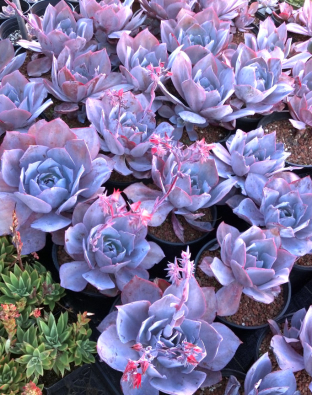 Everything You Need to Know About Succulents! - Better HouseKeeper