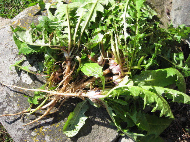 Harvested Dandelions - Use them to heal Everything from Arthritis to ...