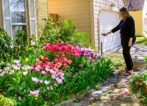 The Top 4 Spring Gardening Tips for Newbies - Better HouseKeeper