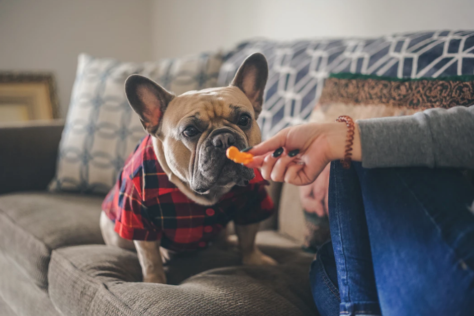 5 Tricks To Make Your Pet Pet Pleasant Dial A Service Canada
